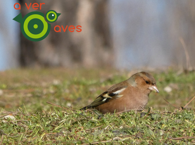 Aves de ciudad – AverAves